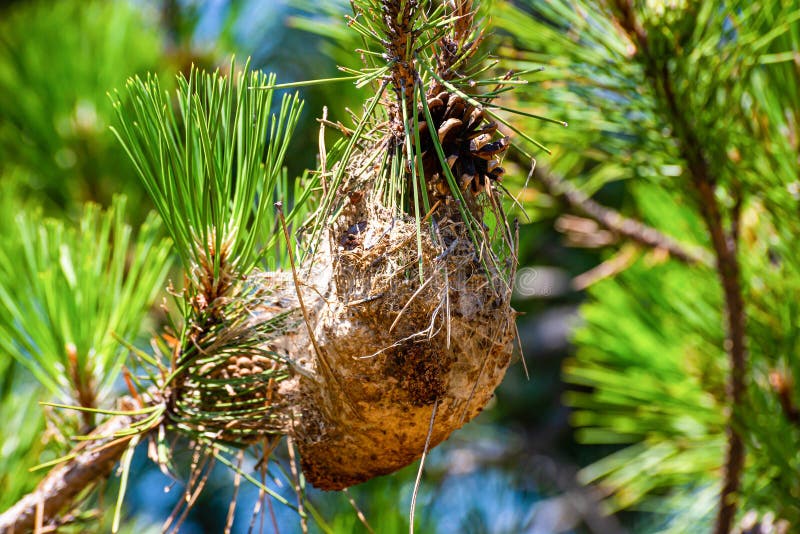 Nest in Net on Pine Tree in Albania Stock Photo - Image of nature ...