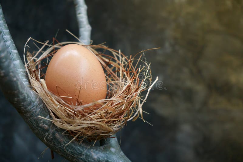 A Nest with One Egg on Branches Stock Image - Image of wildlife, straw ...