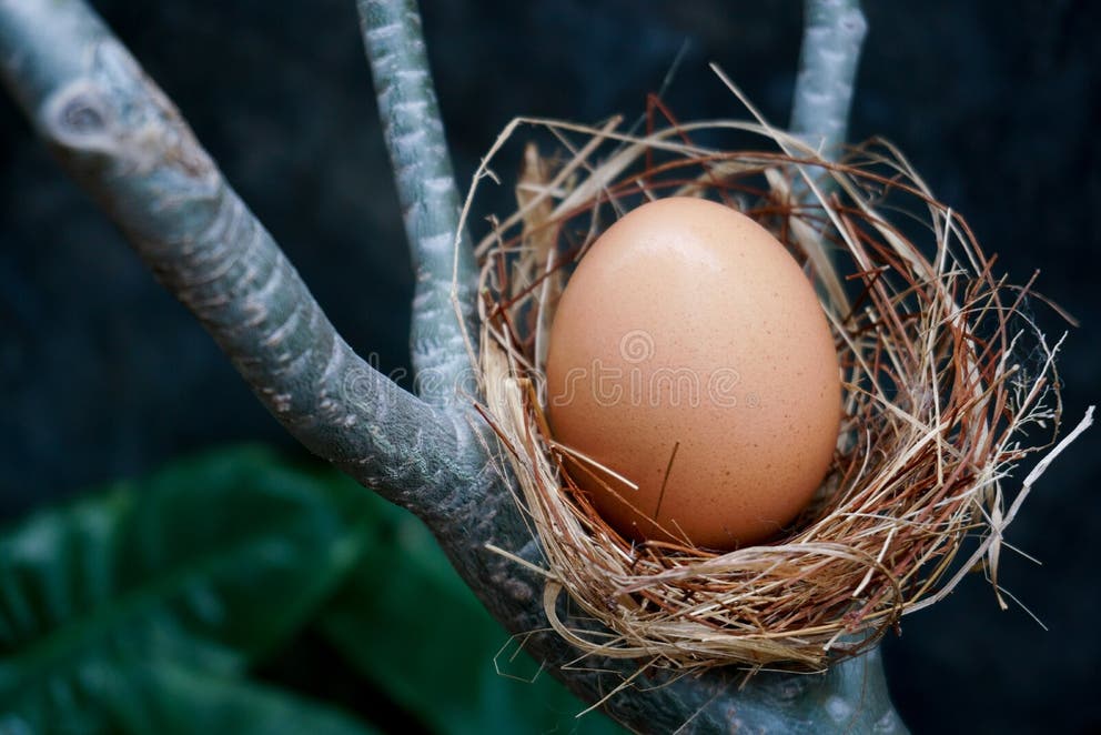 A Nest with One Egg on Branches Stock Image - Image of animal ...