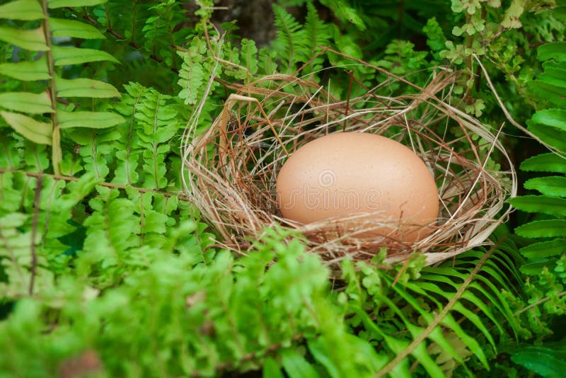 A Nest with One Egg on Green Plants in the Forest Stock Photo - Image ...