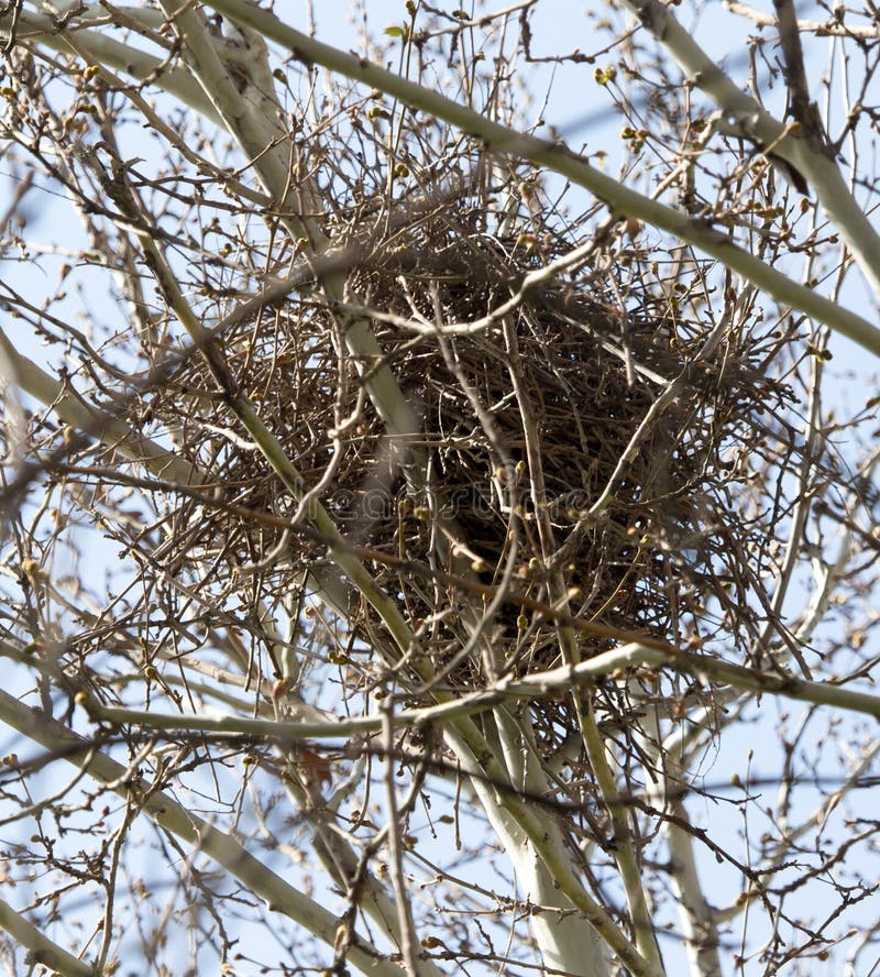 Nest in Een Boom Met Naakte Takken Stock Afbeelding - Image of persen ...