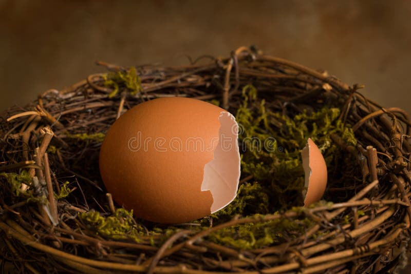 Nest with Open Egg for Digital Composites Stock Image - Image of ...