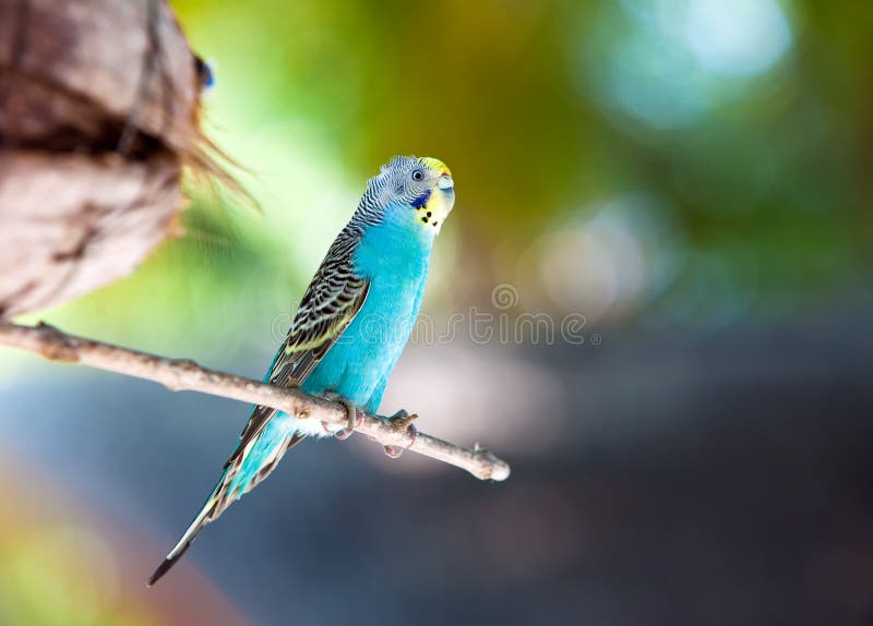 Nest Out of Focus and a Shell Parakeet on a Branch Stock Photo - Image ...