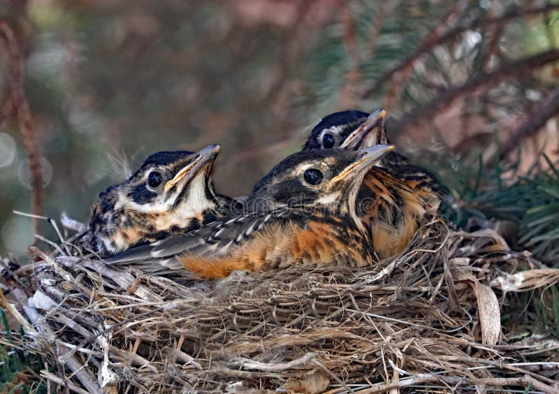 Nest of three robin chicks stock photo. Image of nest - 220111942