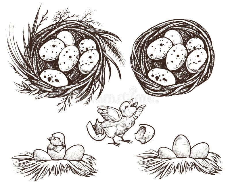 Nest Set and Hatching Chicken. Vector Drawing. Stock Vector ...