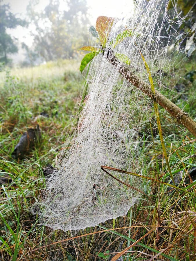 Nest of spider stock image. Image of spider, insect - 175783989