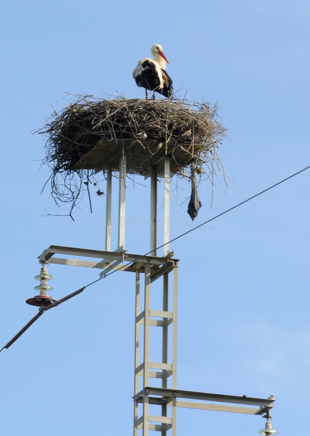 Nest of Stork on the Electricity Pylon Stock Image - Image of ciconia ...