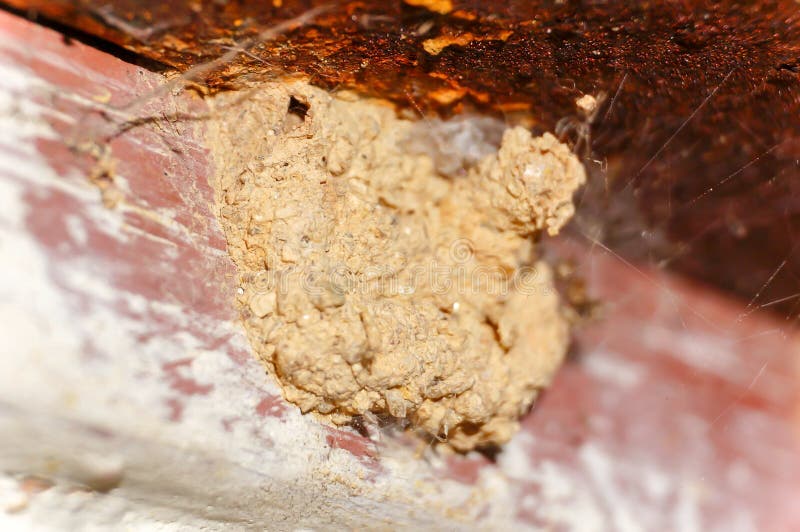 Nest termite stock image. Image of insect, nature, eater - 87954247