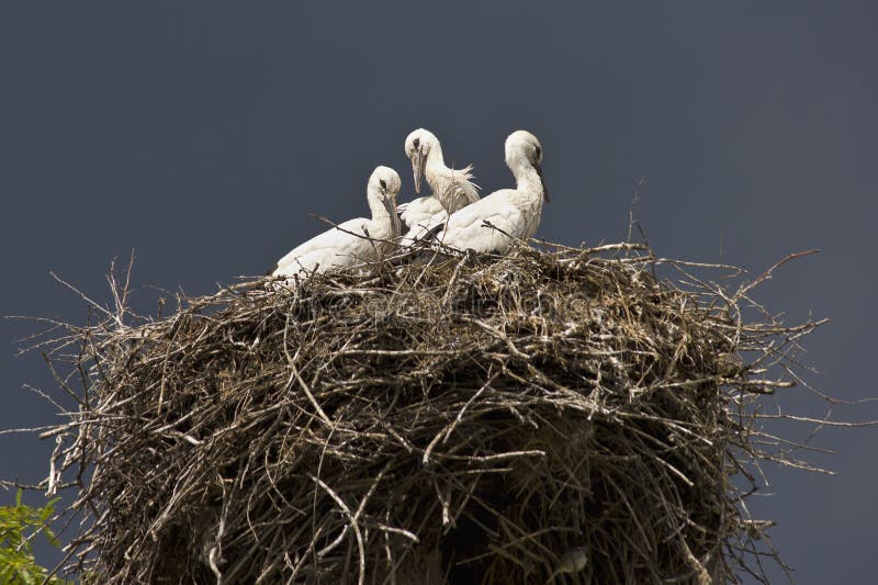 A nest with three storks stock image. Image of front - 269447609