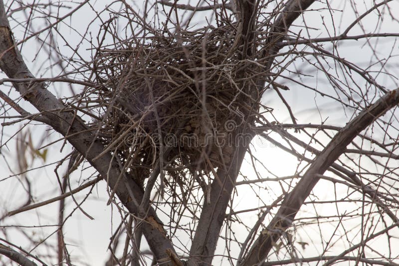 Nest in a Tree with Bare Branches Stock Photo - Image of crow, home ...