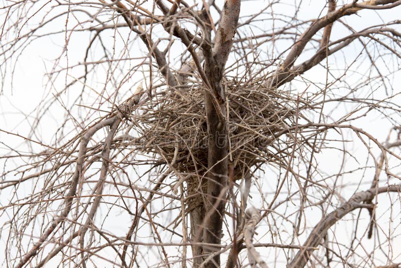 Nest in a Tree with Bare Branches Stock Image - Image of magpie ...