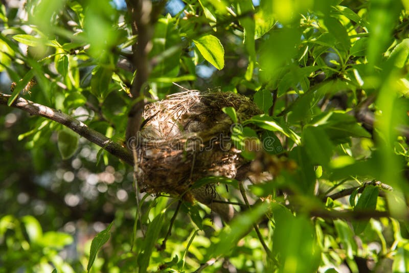 Nest on a tree stock photo. Image of protection, green - 89573294