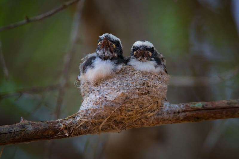 Nest of Baby Willy Wagtail stock photo. Image of branch - 281903166