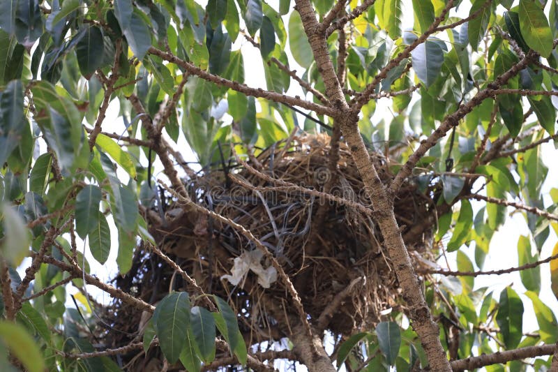 A Nest at the Tree, City Park Editorial Image - Image of natural, white ...