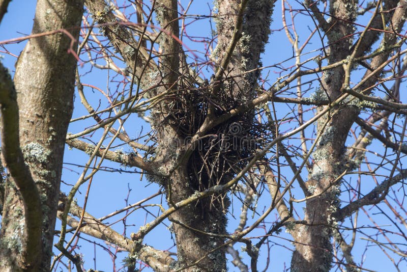 Nest in a tree stock photo. Image of nature, nest, wood - 242293006