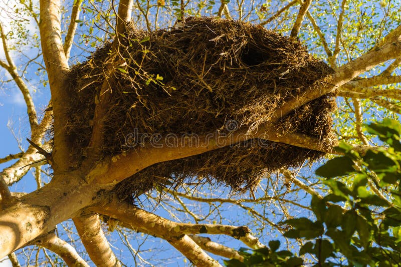 Nest on the tree stock image. Image of conservation, lush - 56662173