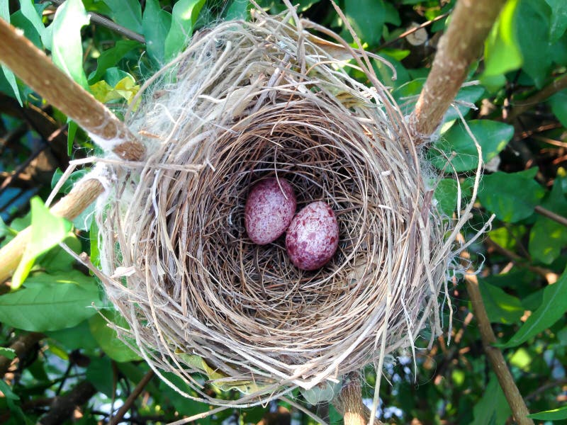 Nest on the tree stock photo. Image of bird, nursery - 50846324