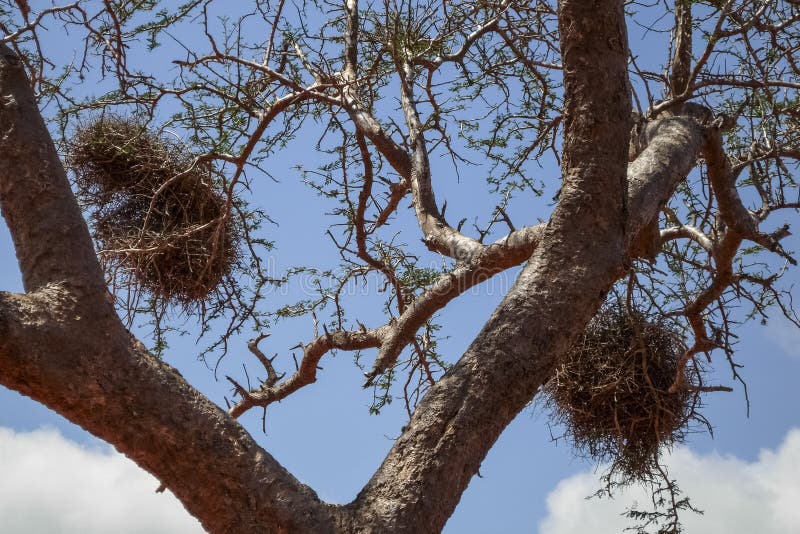 526 Ulu Tree Stock Photos - Free & Royalty-Free Stock Photos from ...