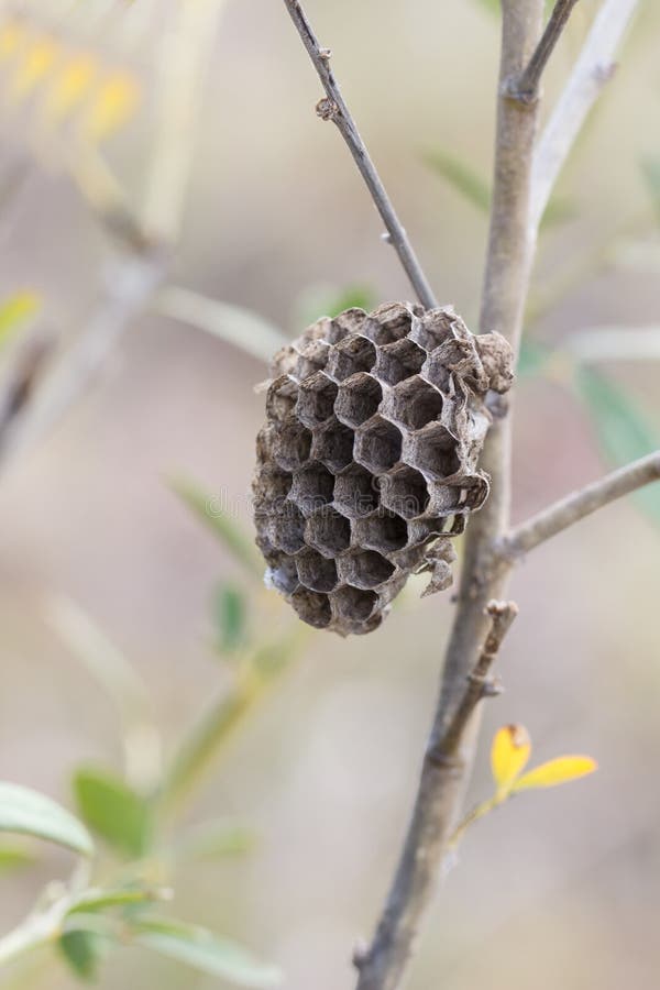A Wasp Nest Hanging In A Tree Stock Image - Image of biome, nest: 100309349