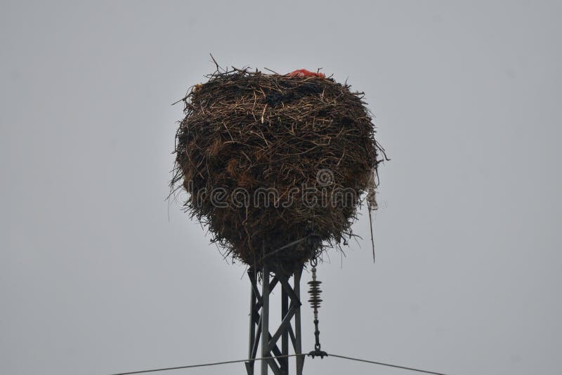 Nest of white stork stock photo. Image of birds, pooping - 203694816