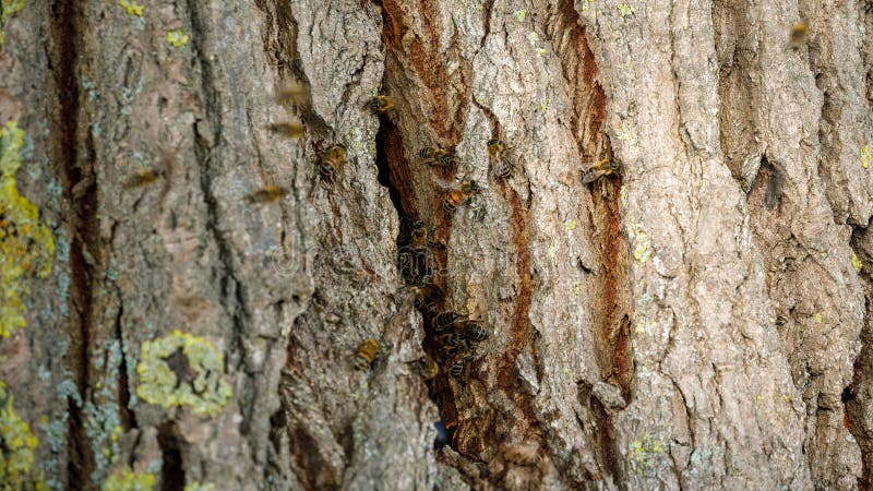 Nest of wild bees stock photo. Image of macro, insects - 261451894
