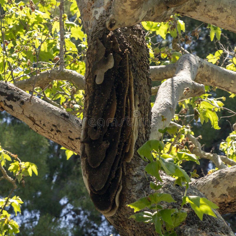 A nest of wild bees stock image. Image of apiary, agriculture - 306781823