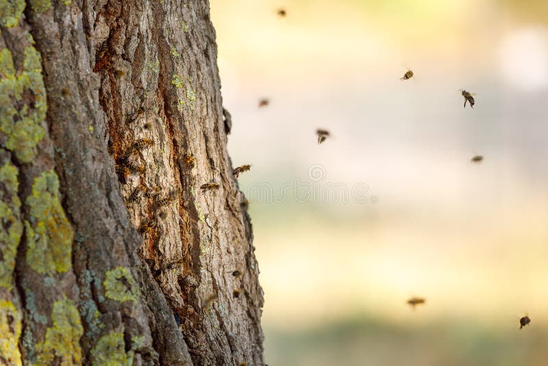 Nest of wild bees stock image. Image of ecological, honeybee - 261452085