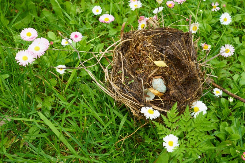 A Nest of a Wild Little Bird with a Blue Egg Inside Stock Photo - Image ...