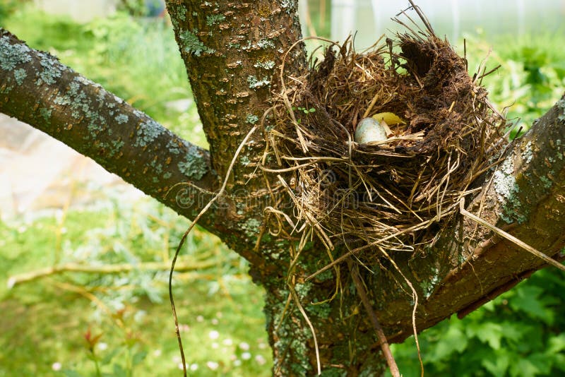 A Nest of a Wild Little Bird with a Blue Egg Inside Stock Image - Image ...