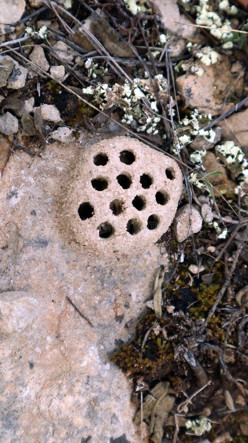 A Nest of Wild Wasps Made of Clay on a Stone in the Mountains. Stock ...
