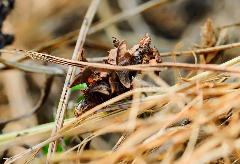 Nest of worms stock image. Image of color, leaf, clay - 86344347
