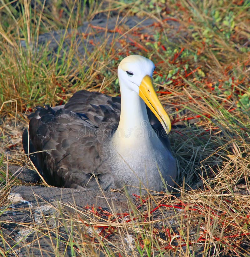 Nesting Albatross - Oahu Hawaii Stock Photo - Image of birding ...