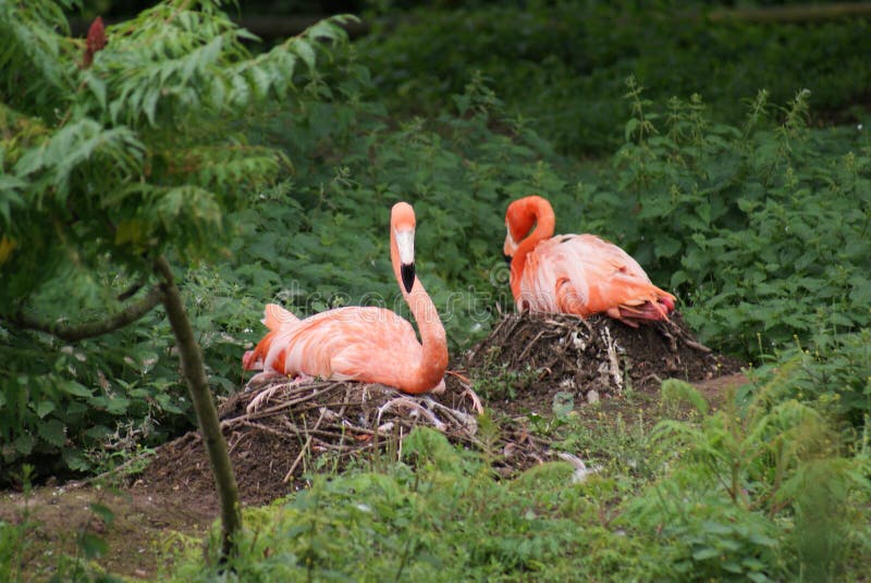 Flamingo Nesting stock image. Image of african, tree, parent - 9946991