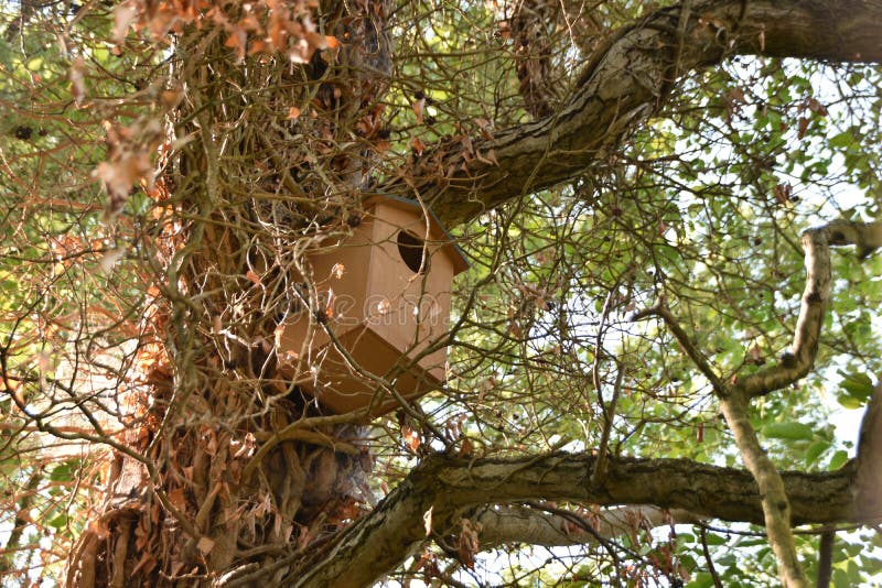 Nesting or Bird Box in Tree Top Stock Photo - Image of leaf, plant ...