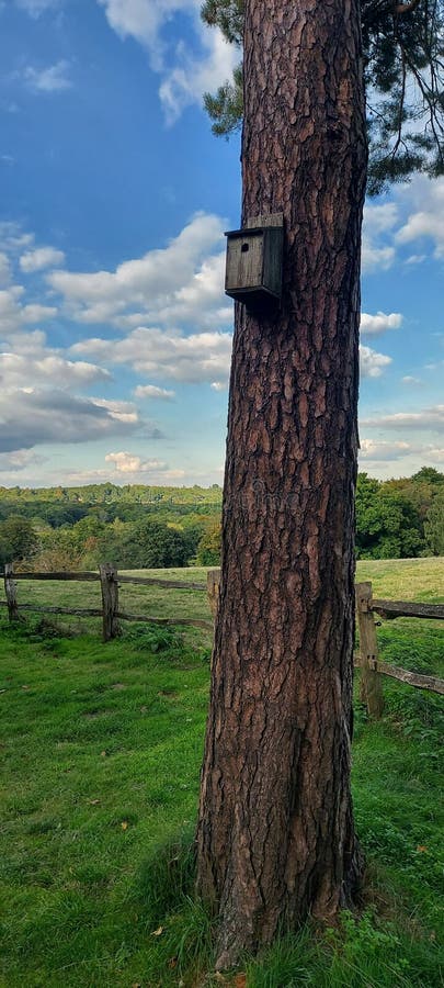 Nesting Bird Box on a Tree Trunk. Stock Image - Image of autumn, forest ...