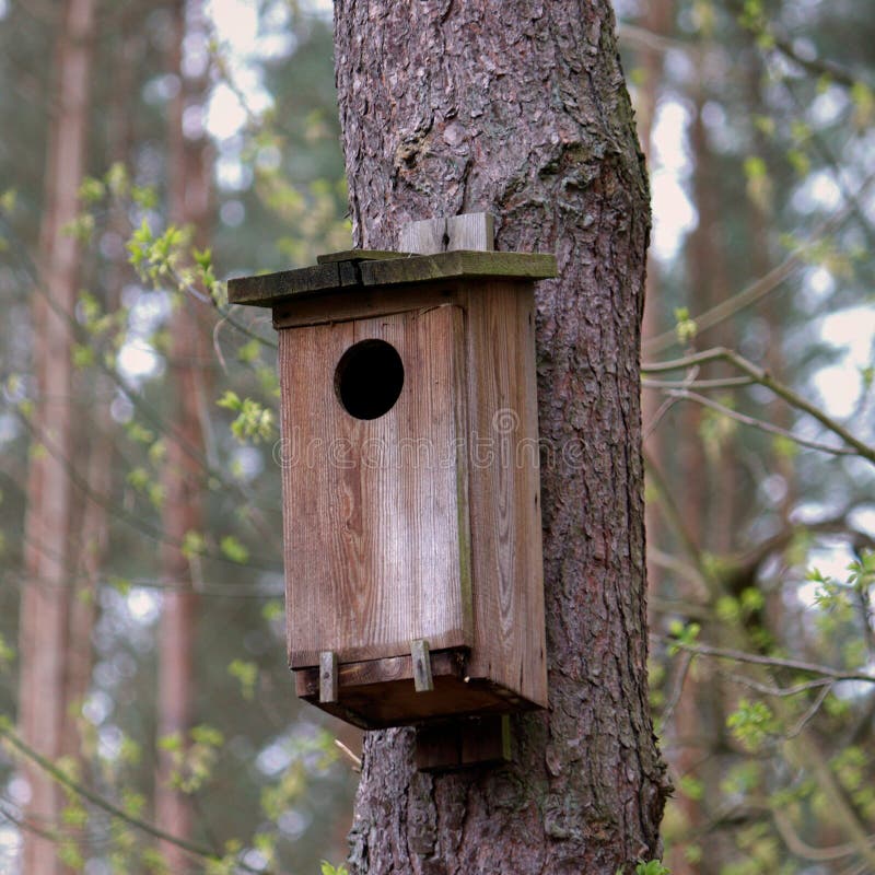 Nesting Box for Birds in the Forest Tree Stock Image - Image of : 217951063
