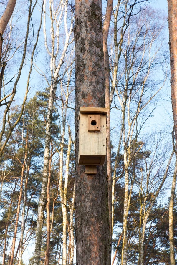 Nesting box for birds stock photo. Image of small, branch - 215754378