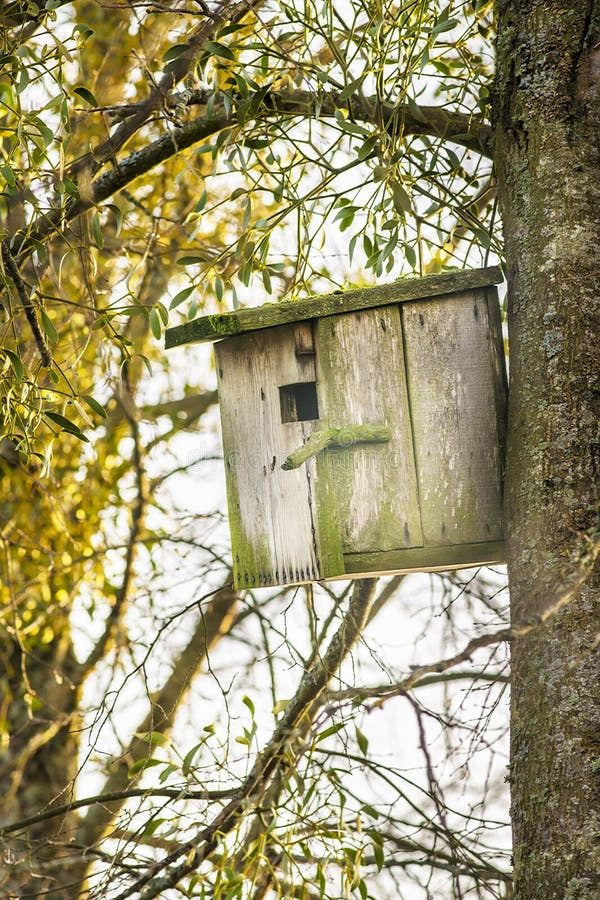 Nesting-box on the E Tree in a Forest in Spring Stock Photo - Image of ...