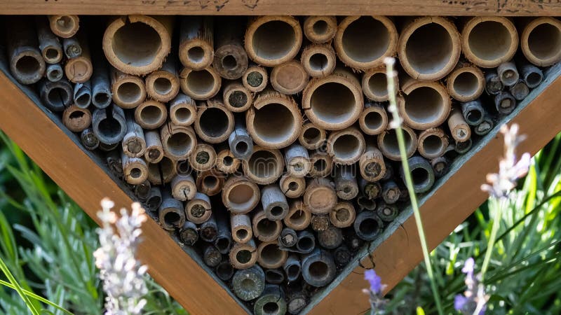 Nesting Box Filled with a Collection of Bee Tubes Stock Photo - Image ...