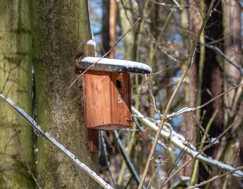 Nesting box in the forest stock photo. Image of container - 85178466