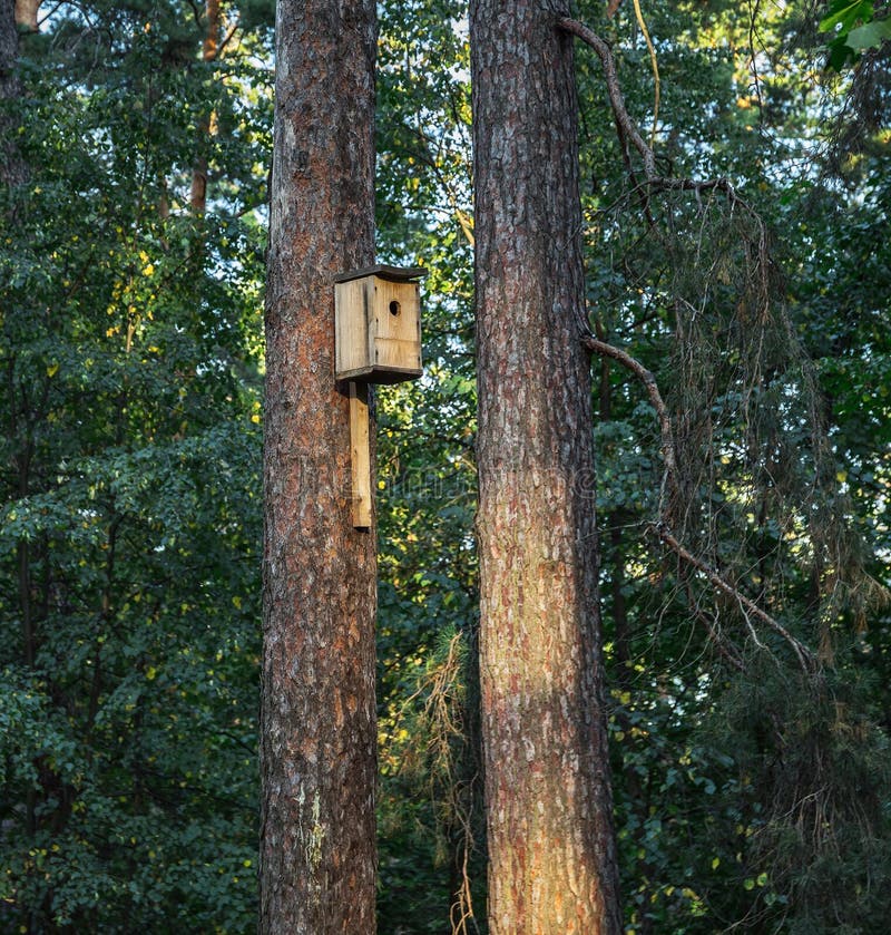 Nesting box on a pine tree stock image. Image of green - 76612913