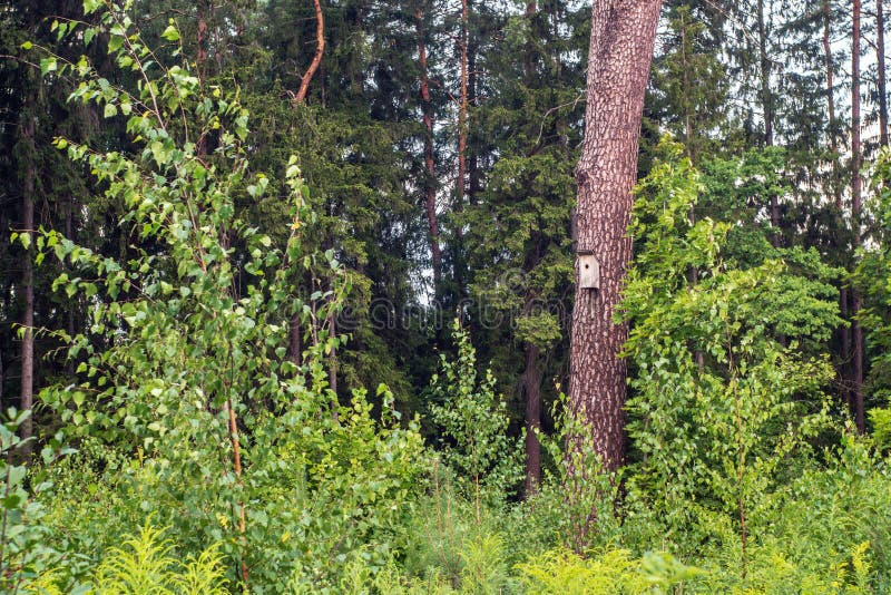 Nesting-box on the Pine Tree in a Forest Stock Image - Image of season ...