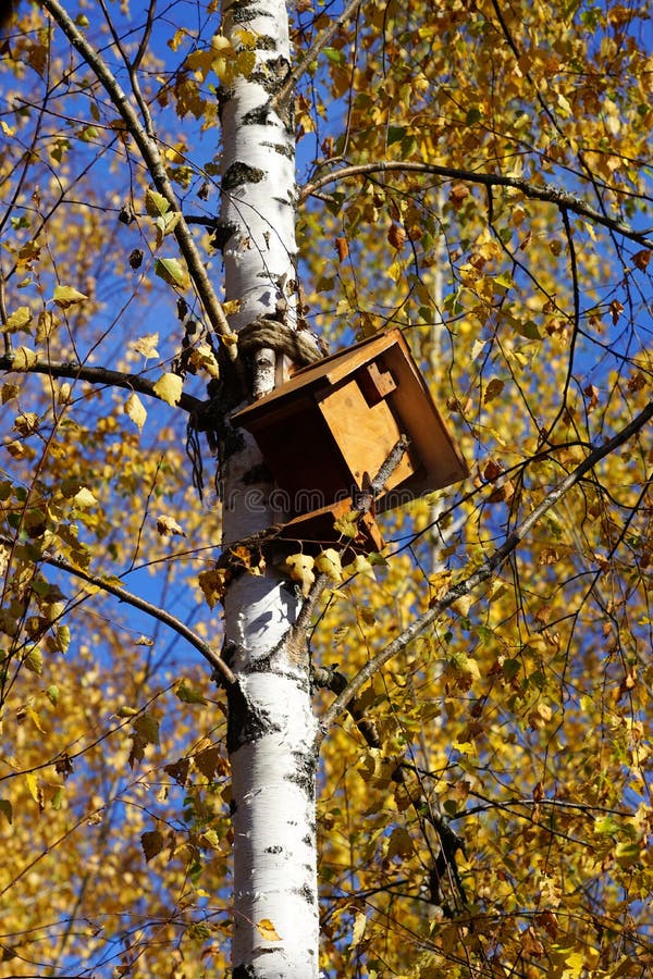 A Nesting Box on a Birch Tree. Stock Photo - Image of nature, bird ...