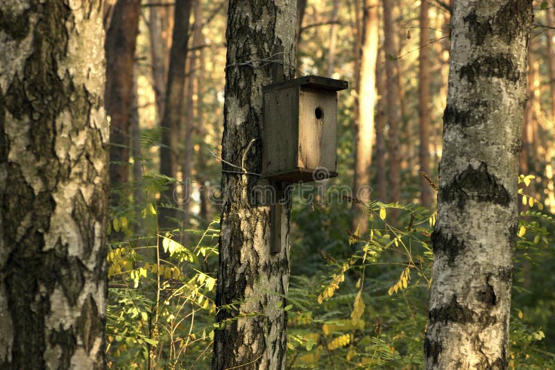 Nesting Box in Summer Forest Stock Image - Image of floral, forest ...