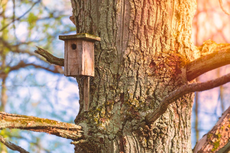 Nesting Box on Three in Spring Forest Stock Photo - Image of tree ...