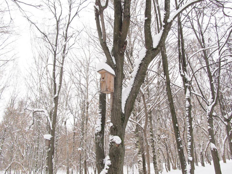 Nesting Box on a Tree in the Winter Wood, Russia Stock Photo - Image of ...
