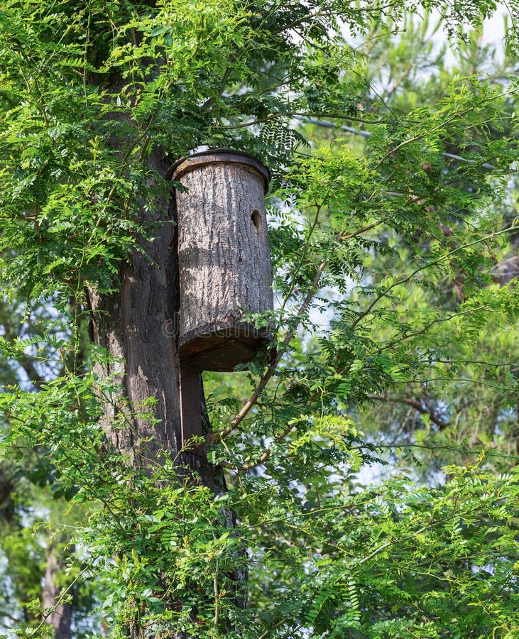 Nesting box stock image. Image of spring, forest, green - 64535429