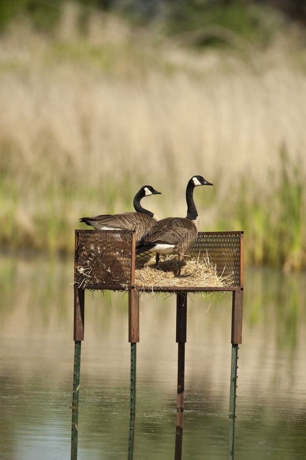 Canada Goose stock image. Image of goose, marshes, lakes - 7959199