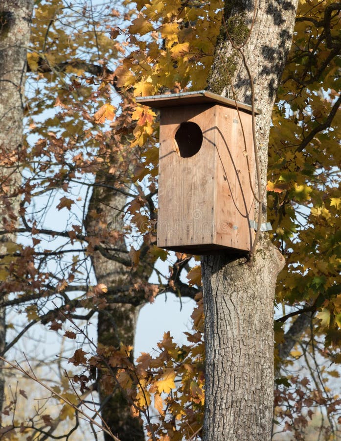 Nesting Boxes for Owls Can Be Lifted All Year Long, but Now it is ...
