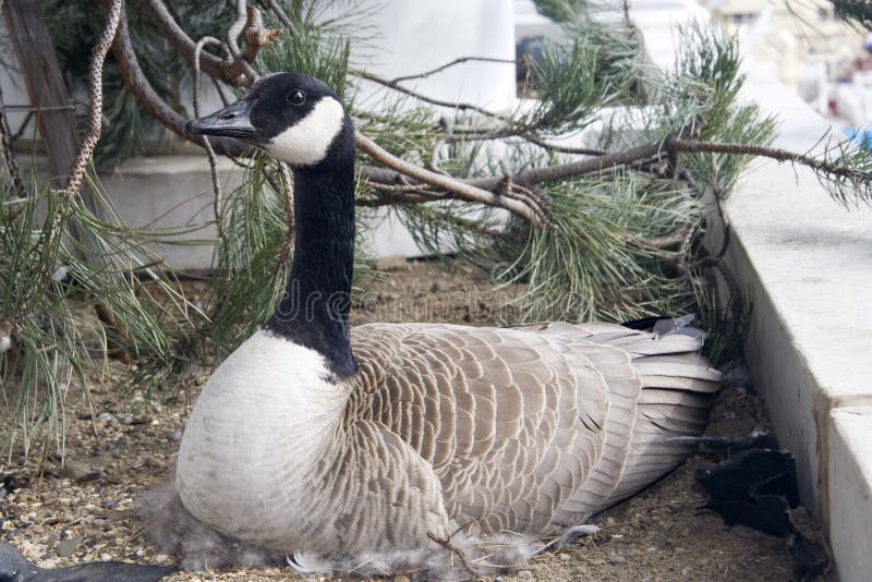 Nesting Canada Goose stock image. Image of goose, vancouver - 624225